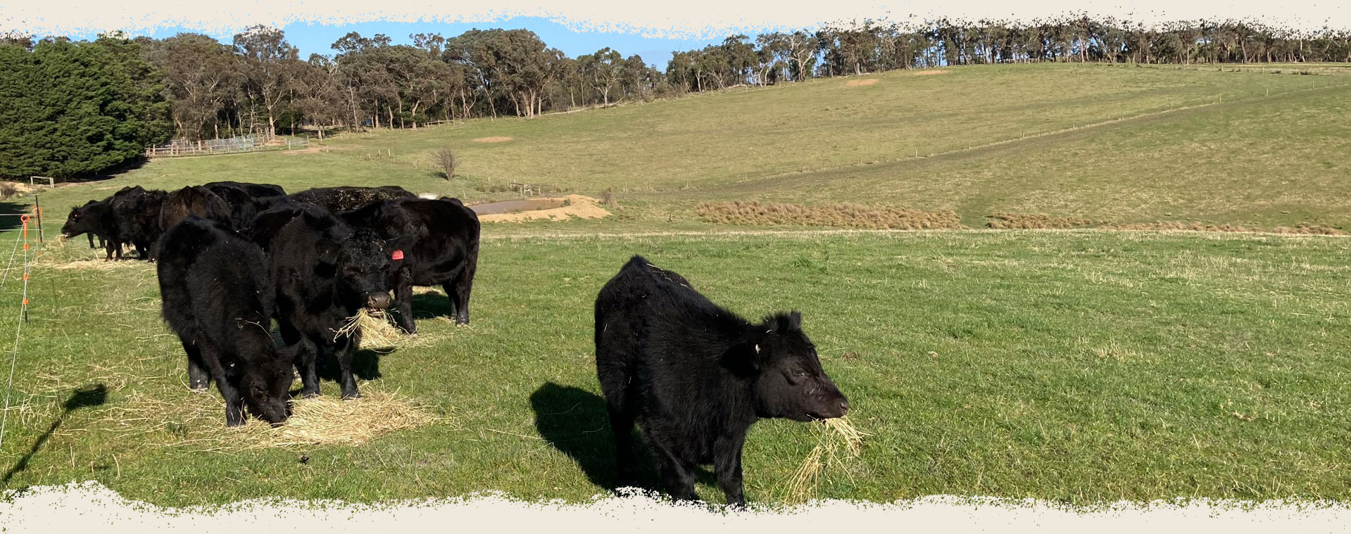 Farm Produce | Lemons Limes | Park Nook Farm Christmas Hills